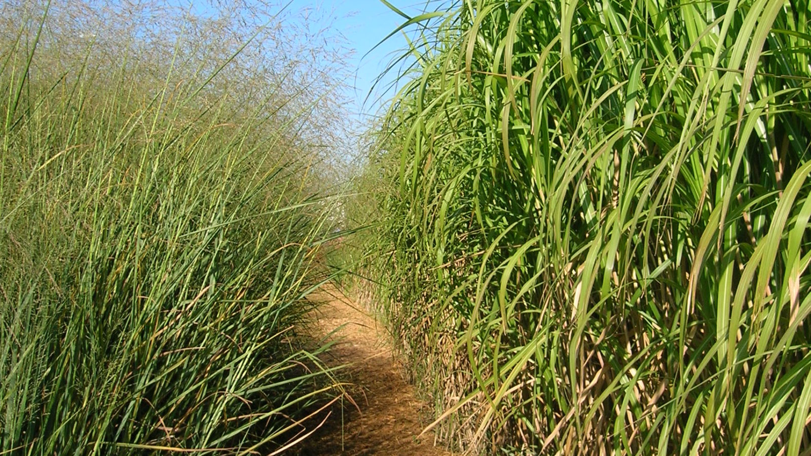 Green Lands Blue Waters - Continuous Living Cover