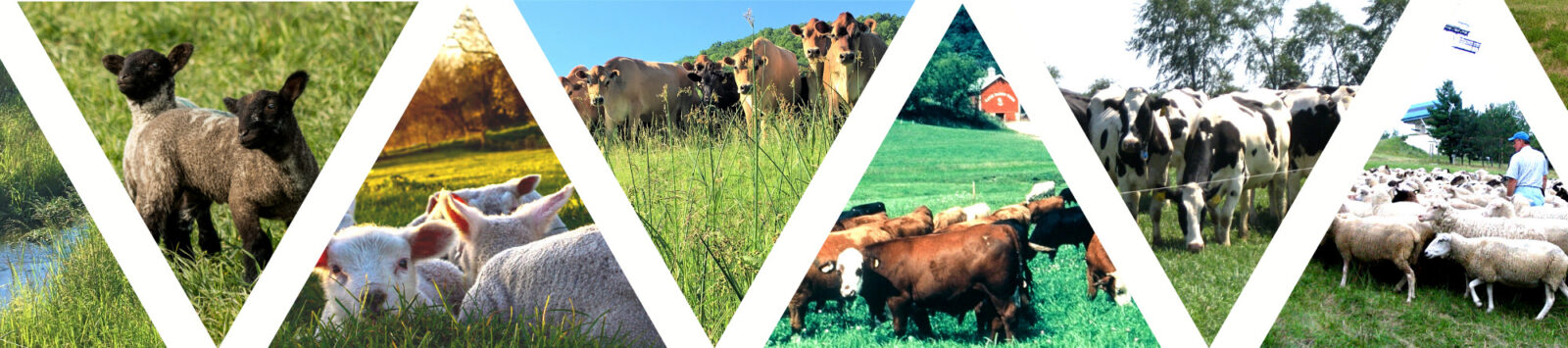 Midwest Perennial Forage Working Group - Green Lands Blue Waters